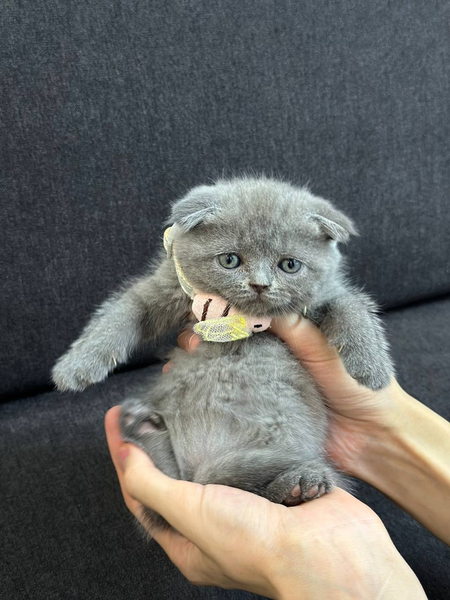 Котята шиншиллы страйт