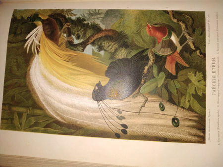Брэм 1900г. Жизнь животных. 3 тома.