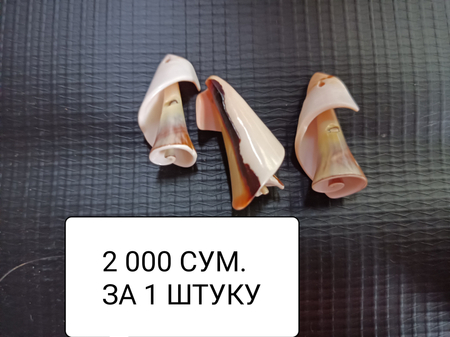 Продаю Ракушки разные