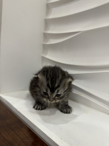 Котята скотишфолд