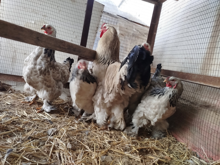 Brama xöroz tovuğla tez va arzon sotiladi