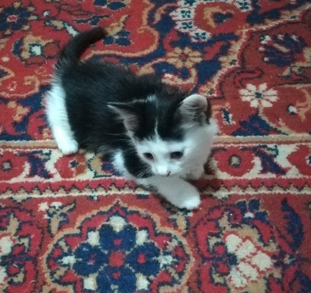 отдам котят в хорошие руки