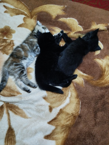 Отдам котят в добрые руки