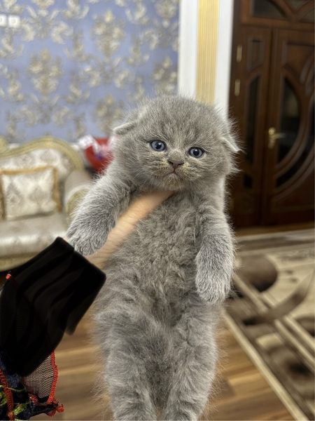 Плюшевые фолдики с набивной шубкой