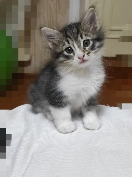 Котята в добрые ручки!