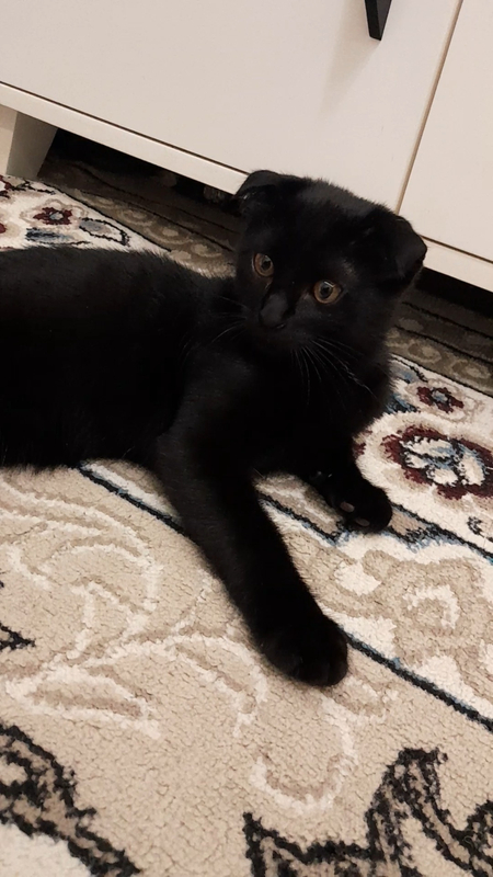 Котёнок 2,5 месяца мальчик