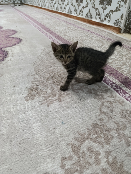 Котенок готовы к новой семье