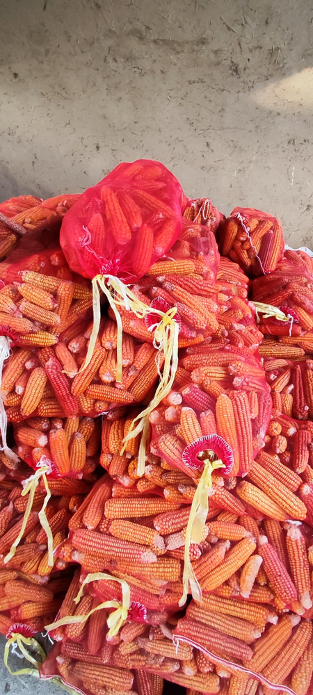 Makkajoʻxori pachatkasidan ajratilmagan.
