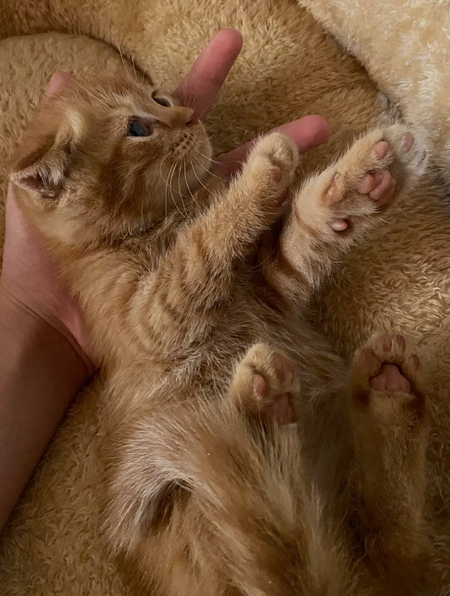 Котята скоттиш фолд