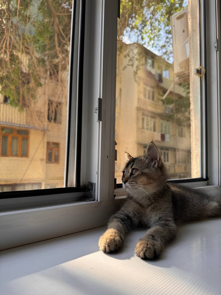 Продается Золотая шиншилла