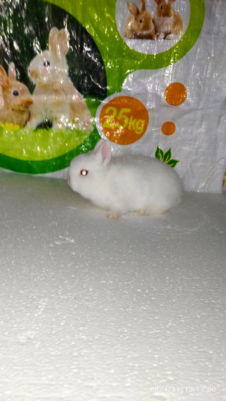 karlik mini Dekoratavniy quyoncha sotiladi. Quyon bolasi mini pakanasi