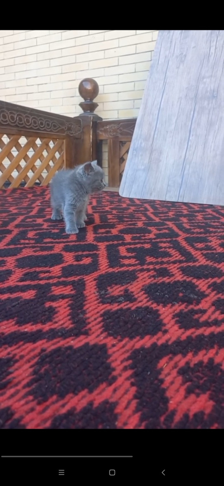 Мушук боласи зотдор