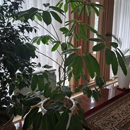 Офис гуллари буйи икки метр