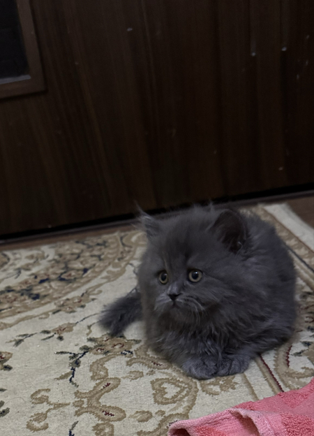 Прадается кошка
