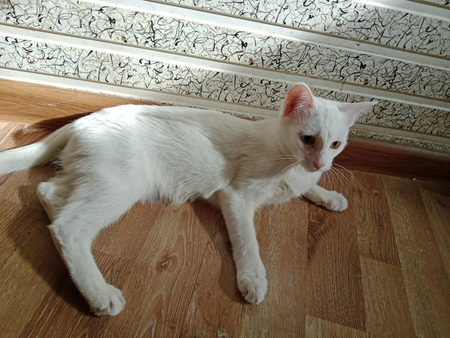 Котёнок в хорошие руки