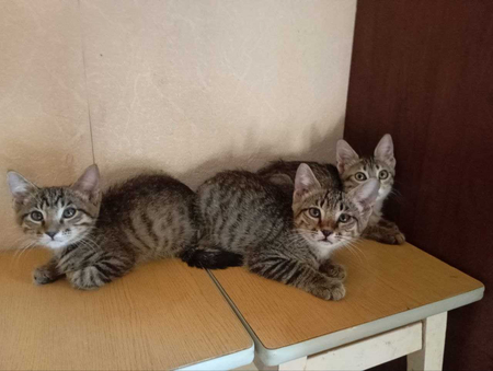 Котята в добрые руки. Смотрите другие объявления автора