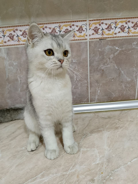 Qiz bola mushuk.