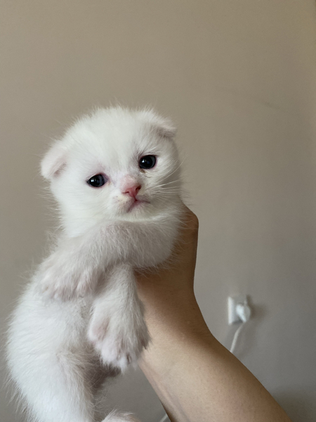 Скоттиш фолд.