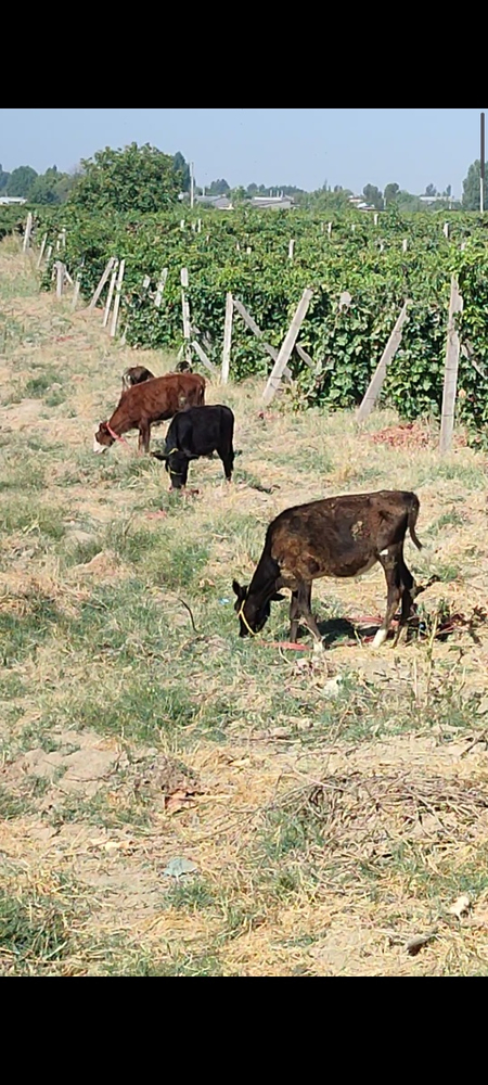 Buzoqlar sotiladi