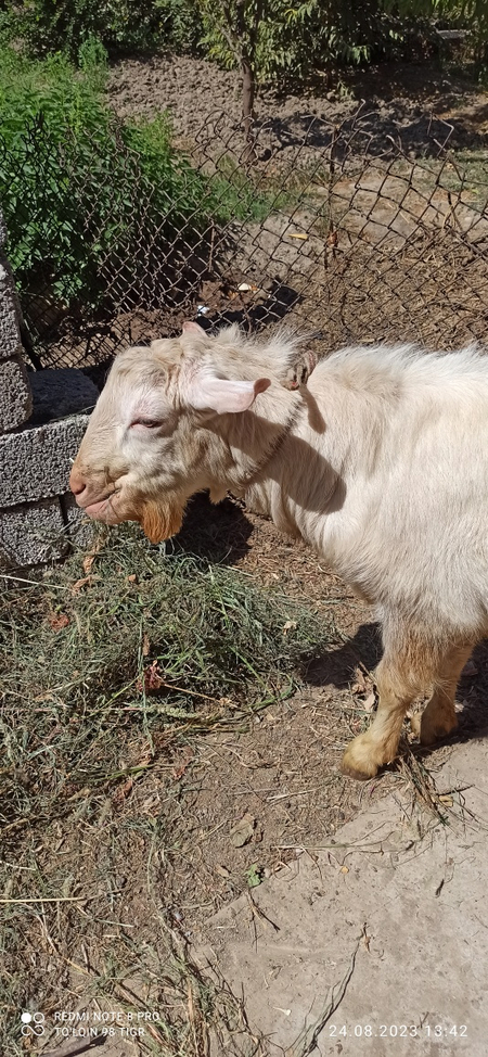 Echki erkak taka sotiladi