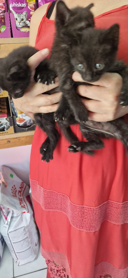 Котята  в добрые руки