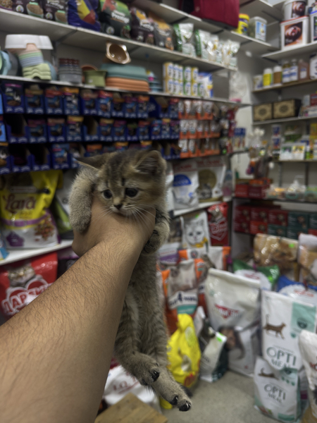 Котяти. Скотиш фолд и страйт шиншила