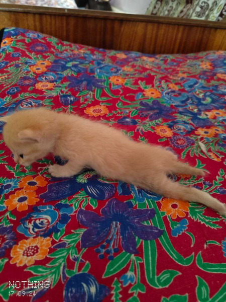 Милые котята обычной породы