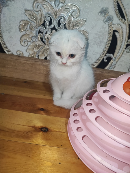 Продаётся элитный вислоухий мальчик