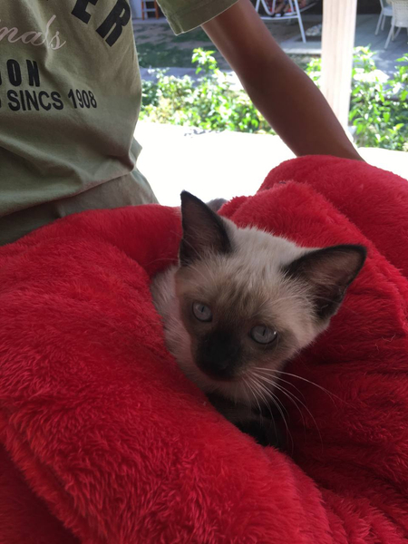 Сиамский котик 2 месяца чистый сиамский
