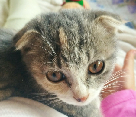 Продаётся котенок