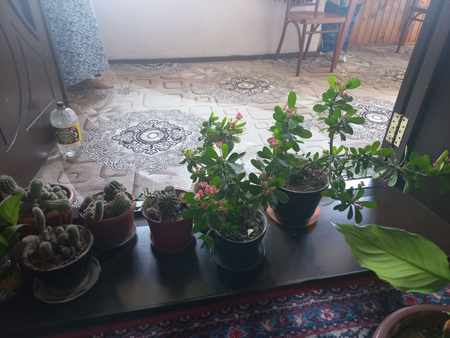 Продаются разные цветы