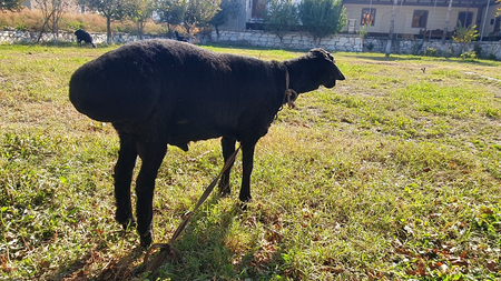 8 oylik qòchqor bara sotiladi