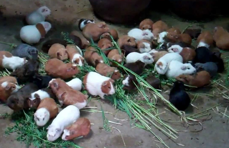 Морские свинки продажа