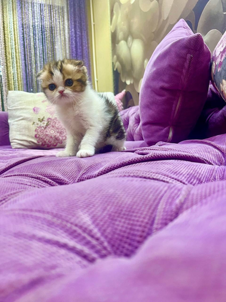 Скотиш фолд девочка