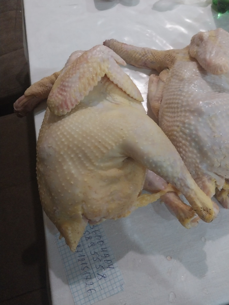 Продаются куры домашние
