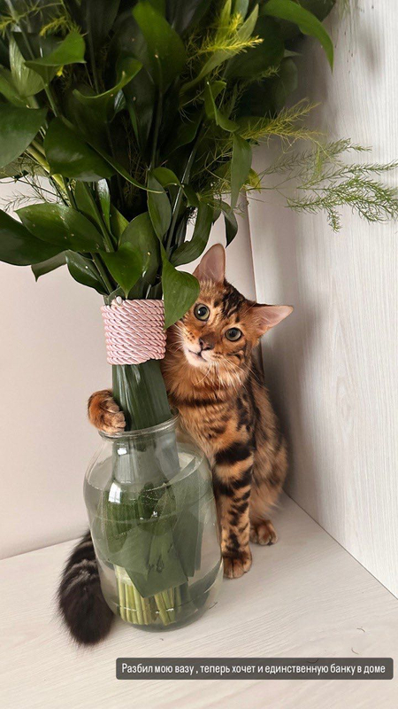 Продаю бенгальского котенка