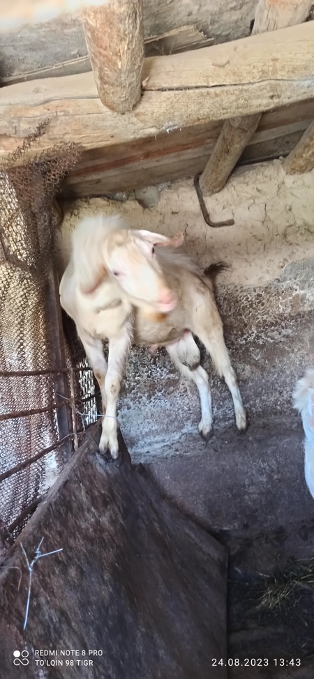 Echki erkak taka sotiladi