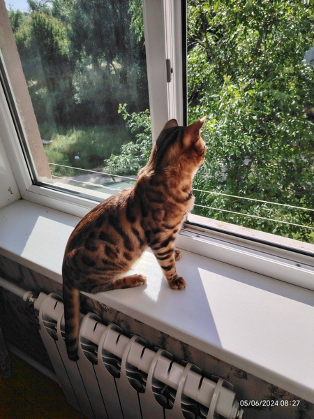 Бенгальский кот (вязка)