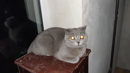 Viyazka uchun mushuk