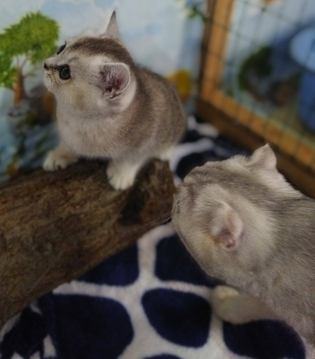 Шотландские котята.