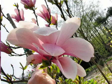 Magnoliya pushti gulli