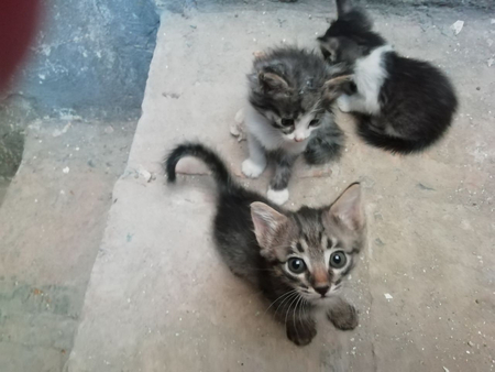 Отдам бесплатно кошки