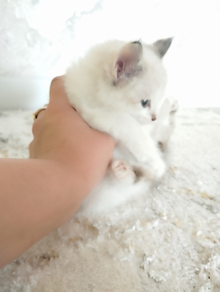 Котята.Mushuk bolasi