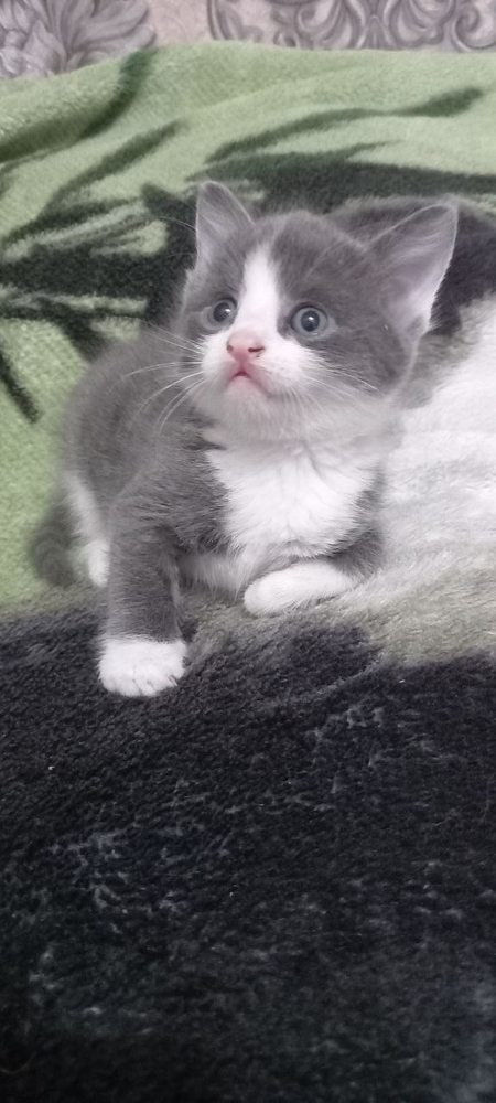 Срочно продаётся котёнок