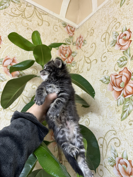 Голубоглазый Скоттиш страйт мальчик 1.5 месяца