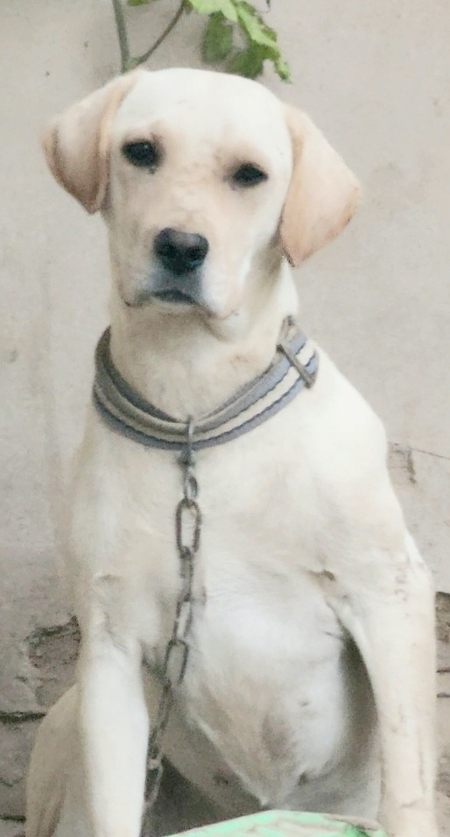 Labrador sotiladi