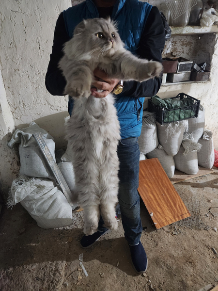 Срочно Скотиш фолд мушуги сотилади огл бола мушук