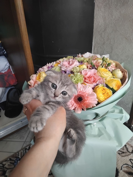 Продам милых ласковых котят