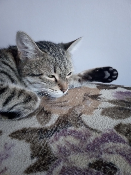 Срочно пристраиваю в хорошие руки кошку