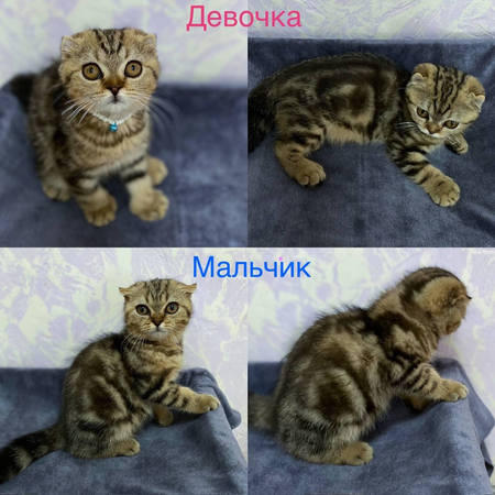 Котята шотландские